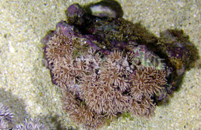 White Short Stem Waving Hand Coral - Quality Marine