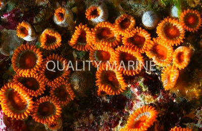 Orange & Green Colony Polyp - Quality Marine