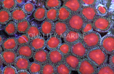 Red Micro Colony Polyp - Quality Marine
