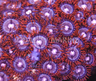 Zoa, Orangeface w/Red Skirt-Horizon - Quality Marine