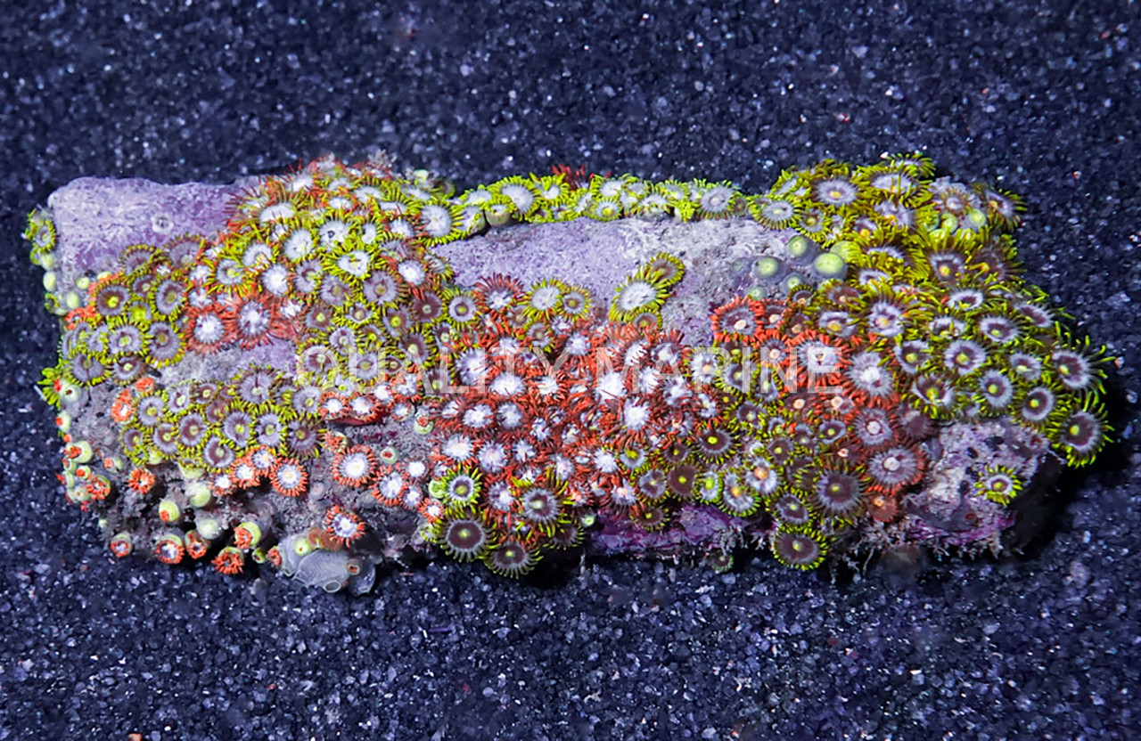 Mixed Ultra Color Colony Polyp - Quality Marine