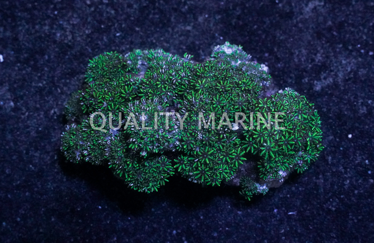 Blue Sympodium Coral - Quality Marine