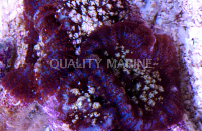 Mush. Bullseye Red, White & Blue "Patriot" - Quality Marine