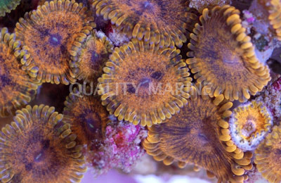 Golden Empire Colony Polyp - Quality Marine