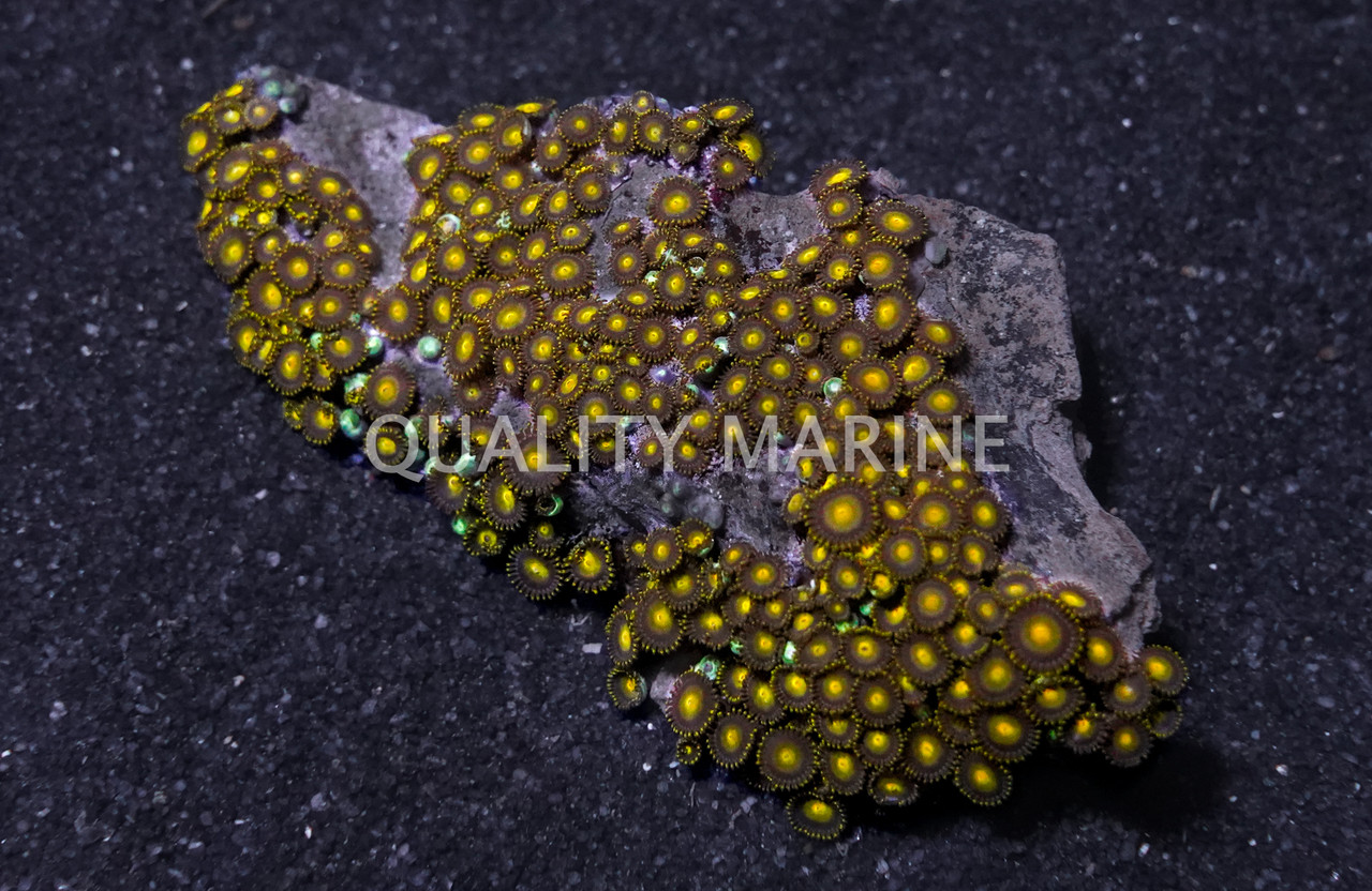 Zoa, 24K Gold/ King Midas - Quality Marine