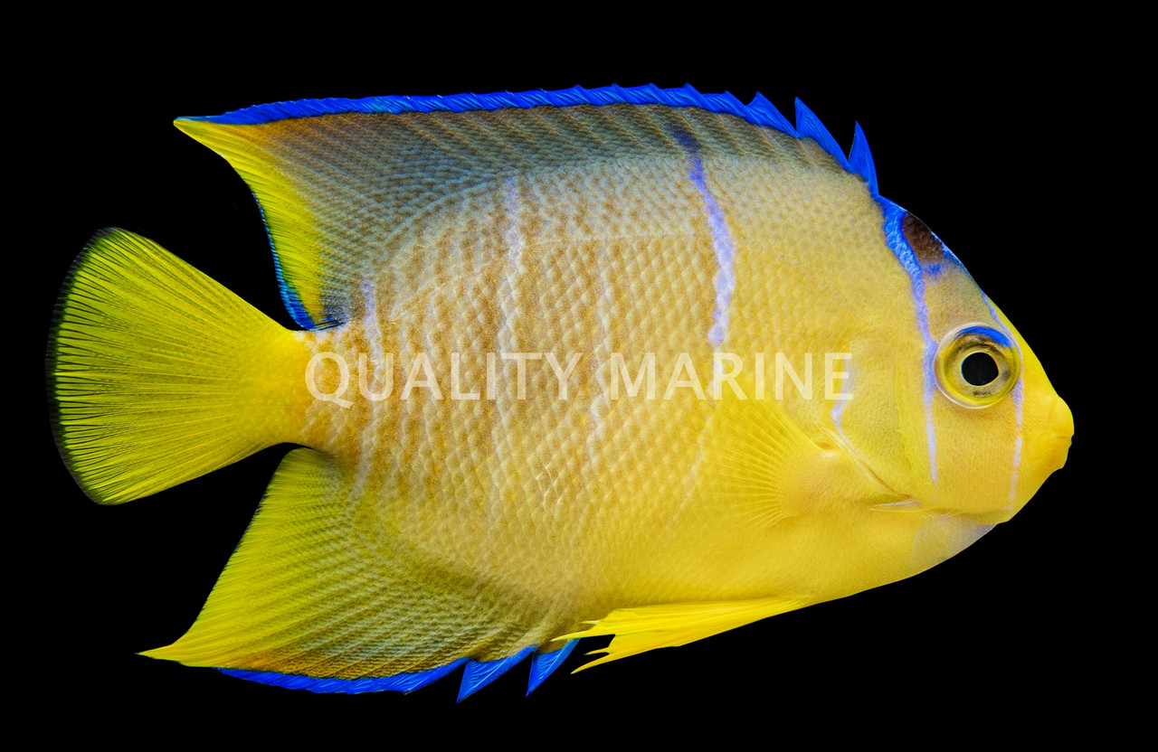 Blue Angelfish, Juvenile - Quality Marine