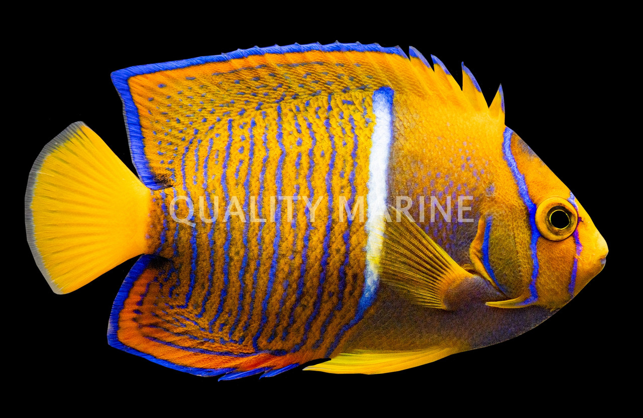 Passer Angelfish - Quality Marine