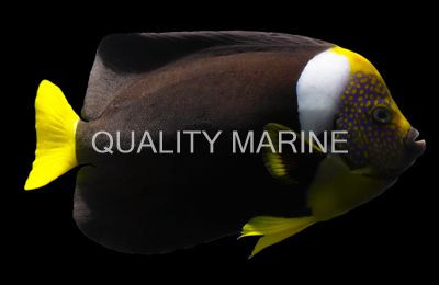 False Personifer Angelfish, Male - Quality Marine