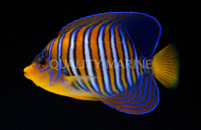 Orange Regal Angelfish - Quality Marine