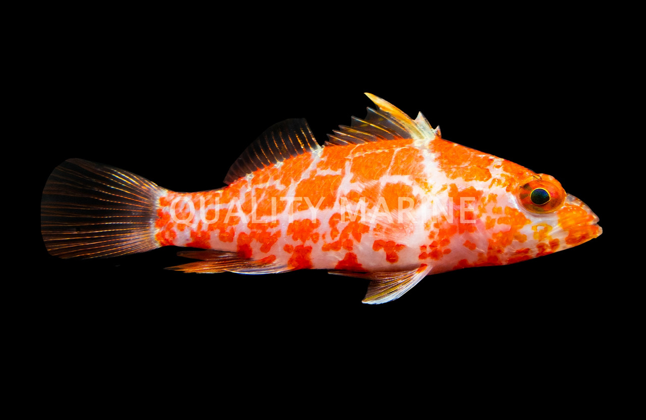 Geometric Pygmy Hawkfish - Quality Marine