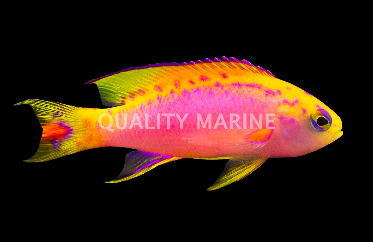 Japanese Ventralis Anthias, Male - Quality Marine