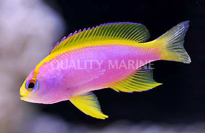 Japanese Ventralis Anthias, Female - Quality Marine