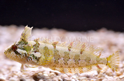 Haly's Weedfish - Quality Marine