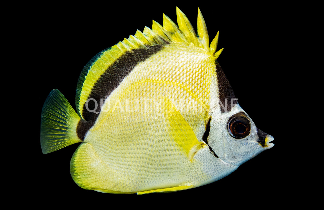 Saltwater Butterfly Fish