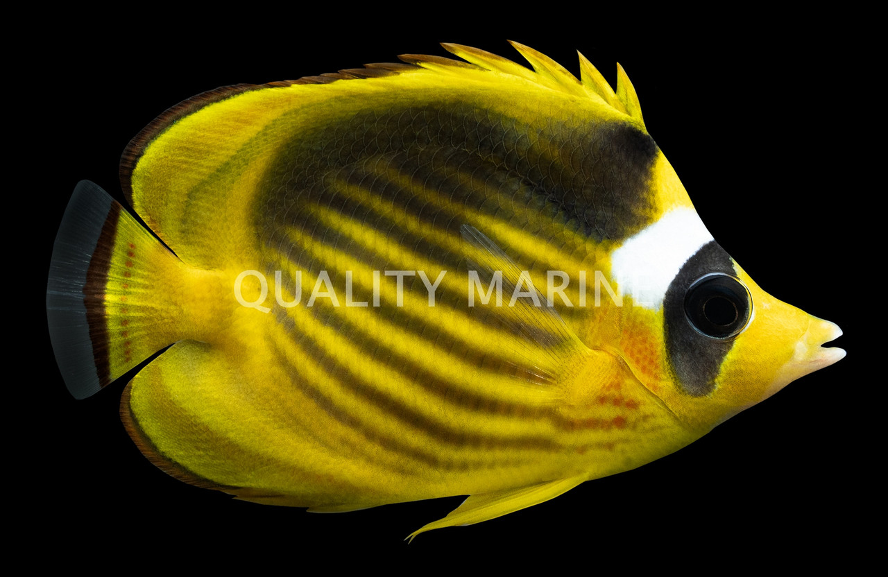 Red Sea Raccoon Butterflyfish - Quality Marine