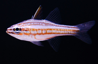 Red Striped Cardinalfish - Quality Marine
