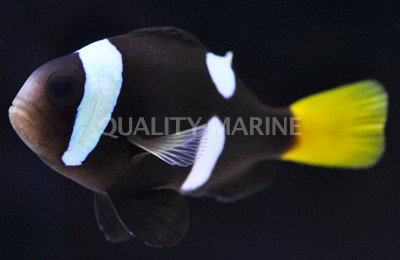 Misbar Sebae Clownfish - Quality Marine