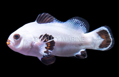 Platinum Storm Ocellaris Clownfish - Quality Marine