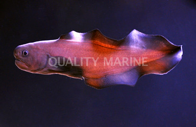 Black Widow Brotula - Quality Marine