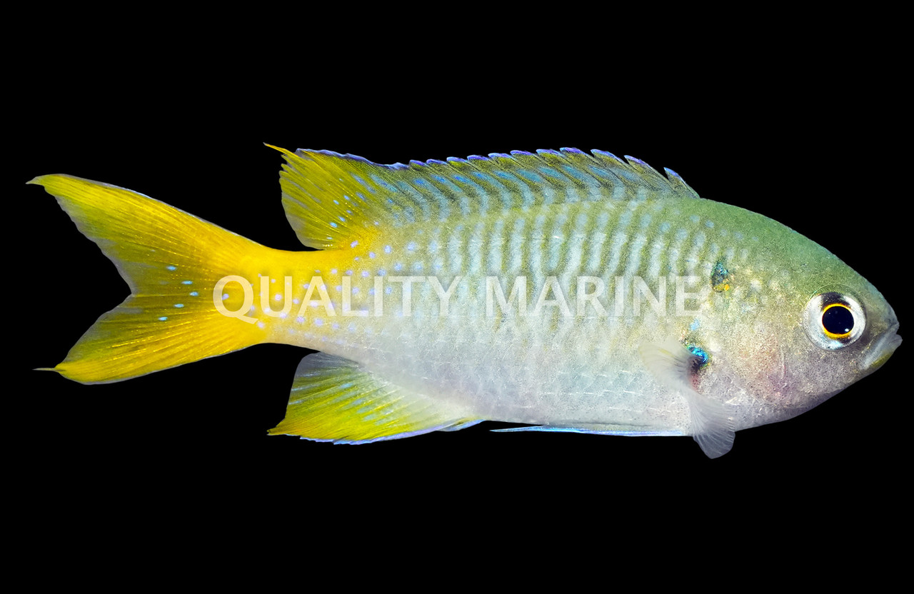 Blue Puller Chromis - Quality Marine