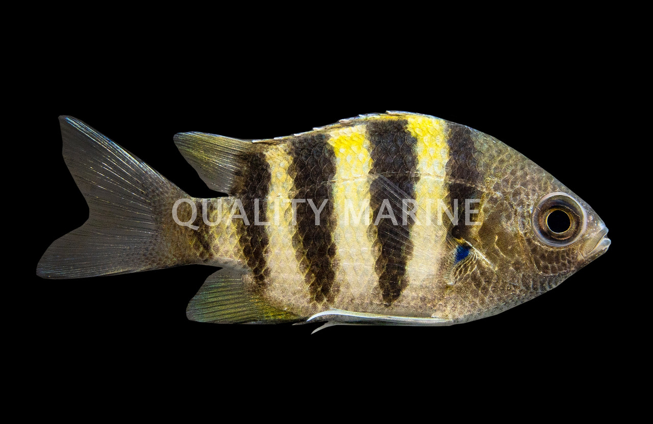 sergeant major fish bite