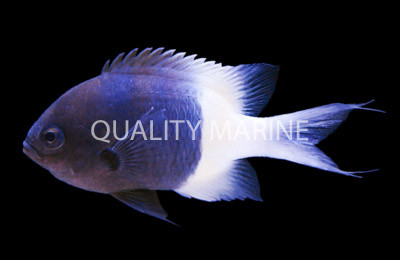 Two Tone Chromis - Quality Marine