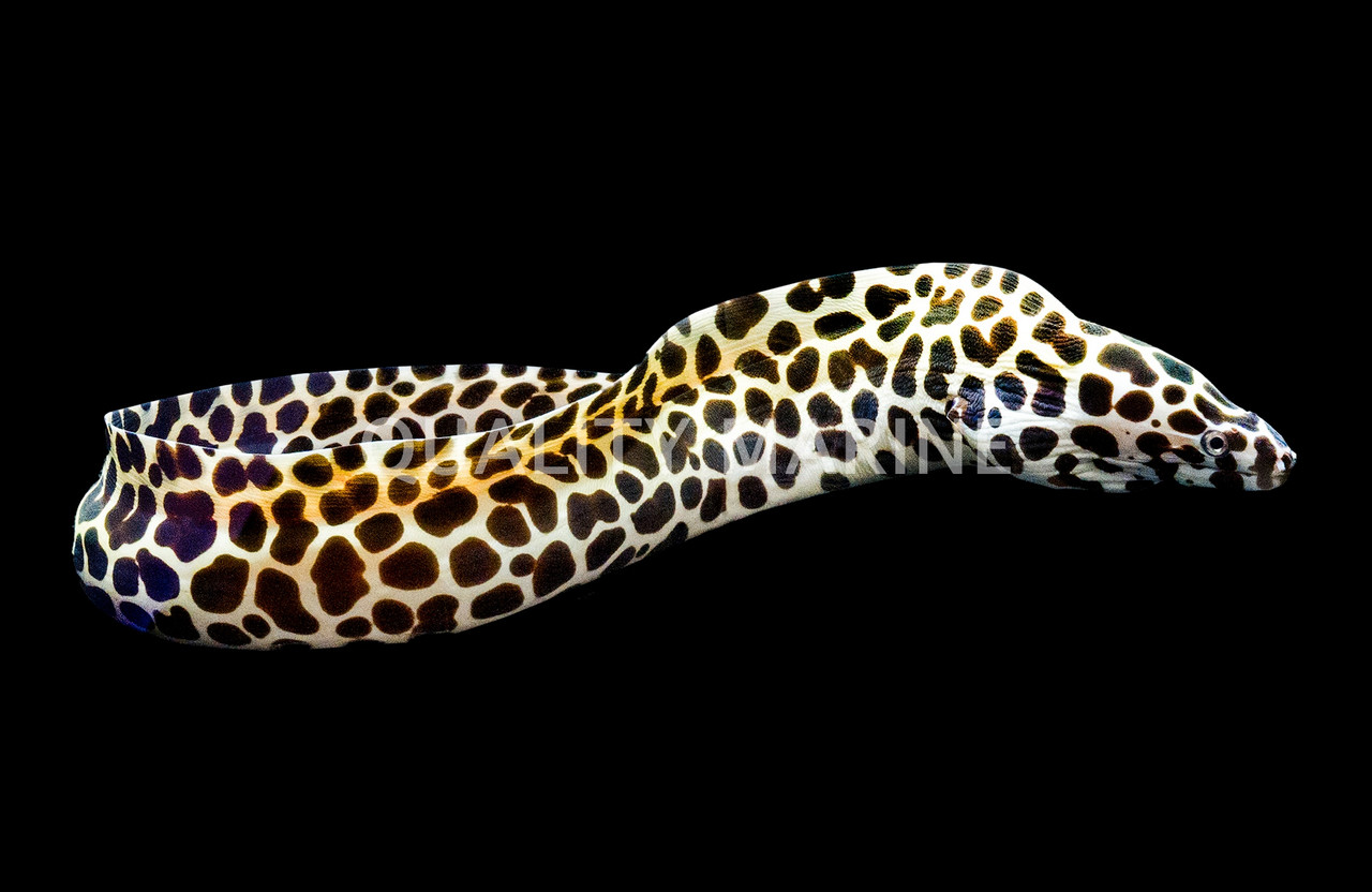 Tesselata Eel - Quality Marine