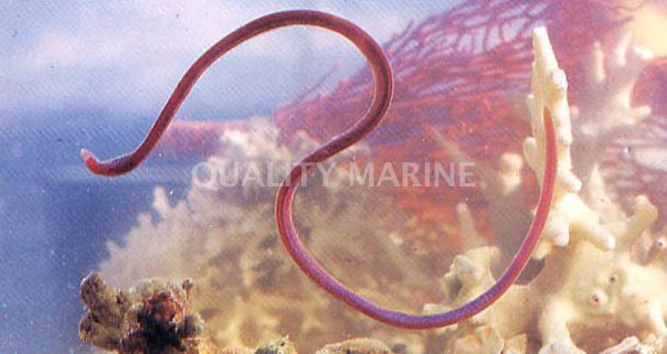 Spaghetti Eel - Quality Marine