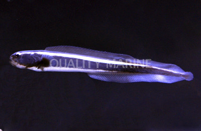 Engineer Goby - Quality Marine