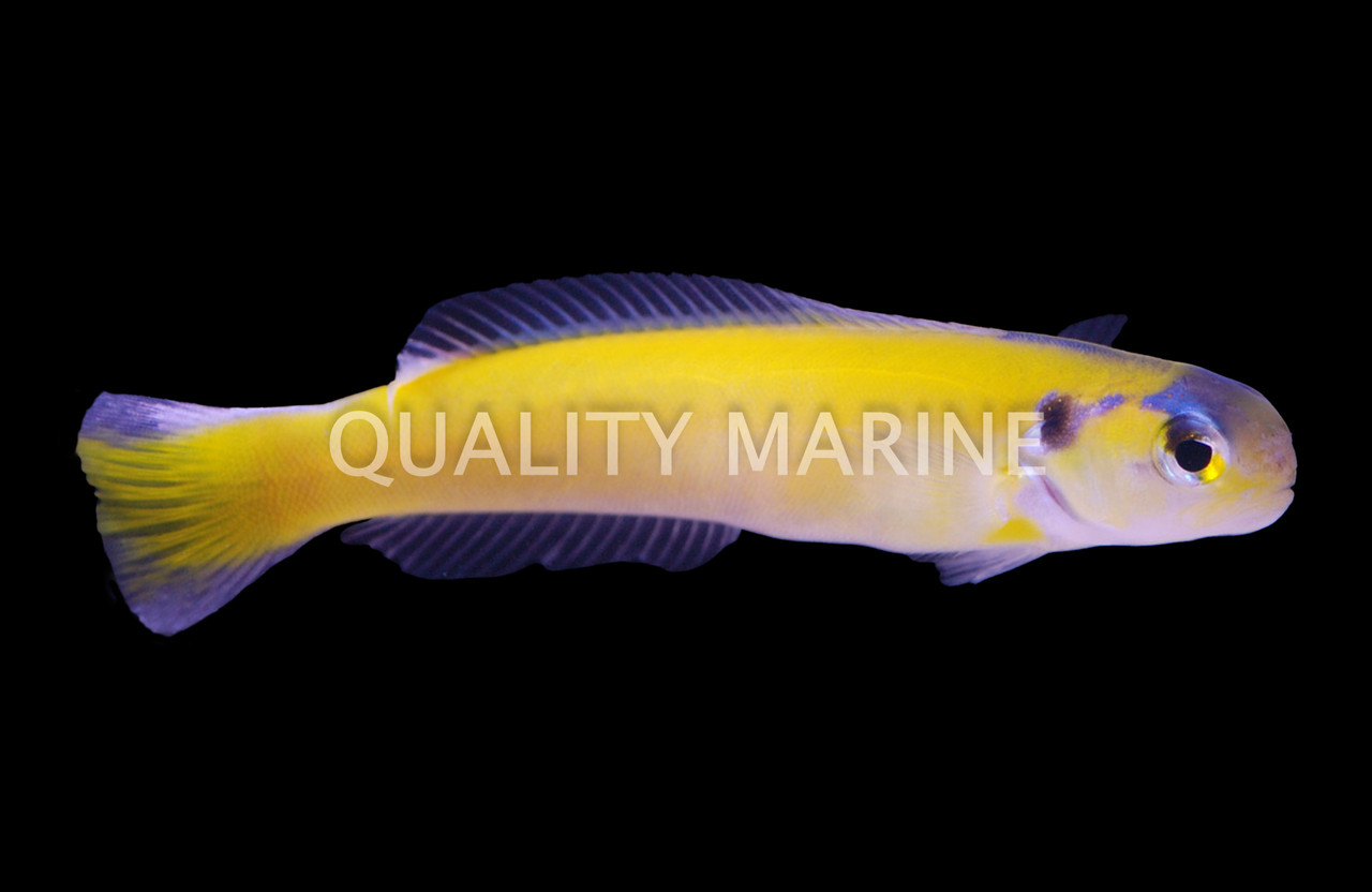 Yellow Tilefish - Quality Marine