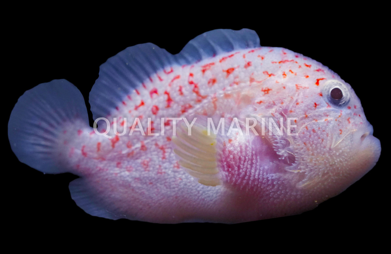 Madagascar Spotted Coral Croucher - Quality Marine