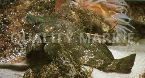 Painted Greenling - Quality Marine