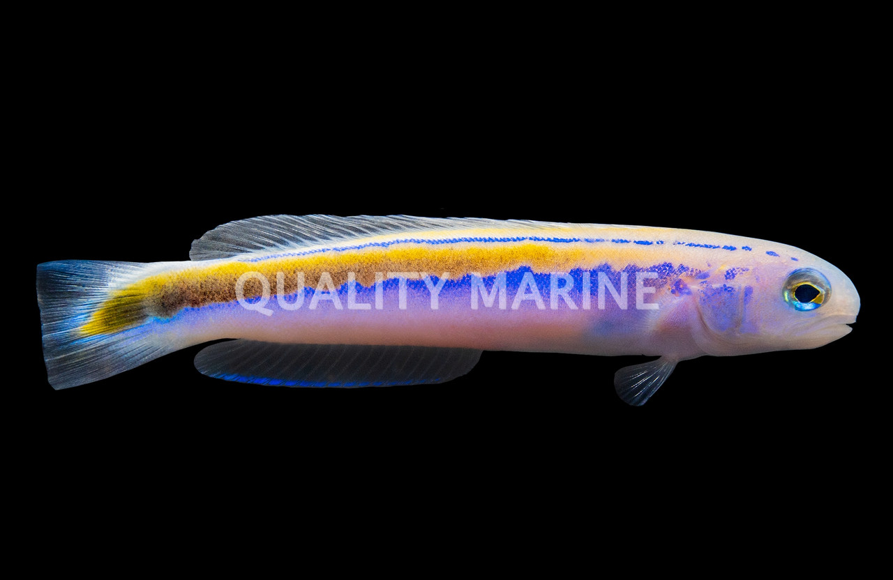 Oreni Tilefish - Quality Marine
