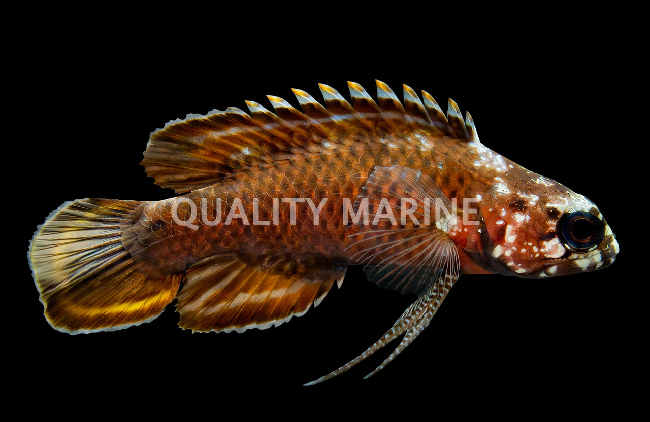 Bluegill Longfin - Quality Marine