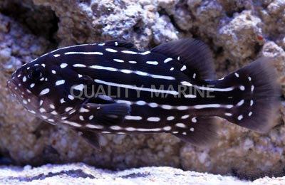 Golden Striped Soapfish - Quality Marine