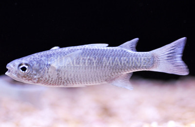 Silver-Scaled Mullet - Quality Marine