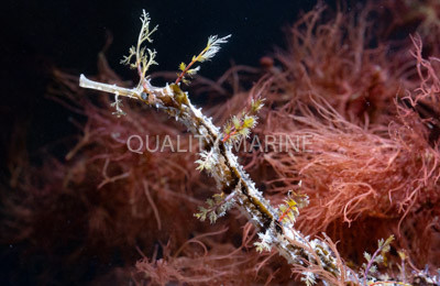 Ribboned Pipefish - Quality Marine