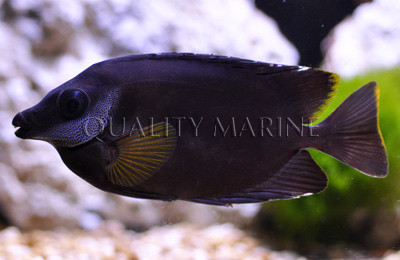 Black Foxface Rabbitfish - Quality Marine