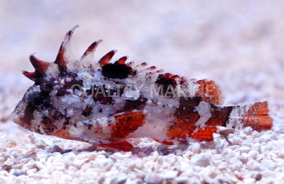 Red Fin Waspfish - Quality Marine