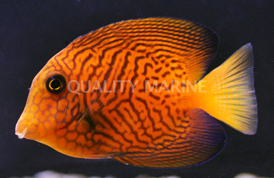 Chevron Juvenile - Quality Marine