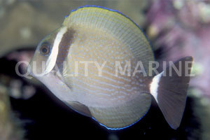 White Tang Fish White Tail Bristletooth Tang | Rock N Critters