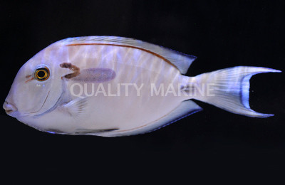 Orange Shoulder Tang - Quality Marine