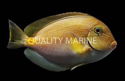 Monrovia Doctorfish Tang - Quality Marine