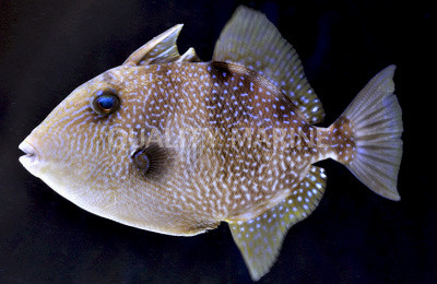 Gray Triggerfish - Quality Marine