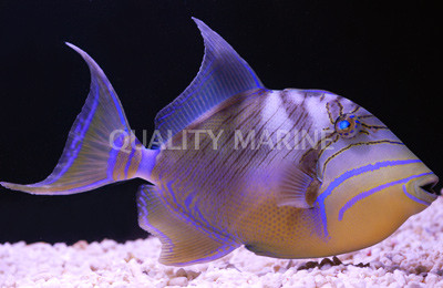 Queen Triggerfish - Quality Marine