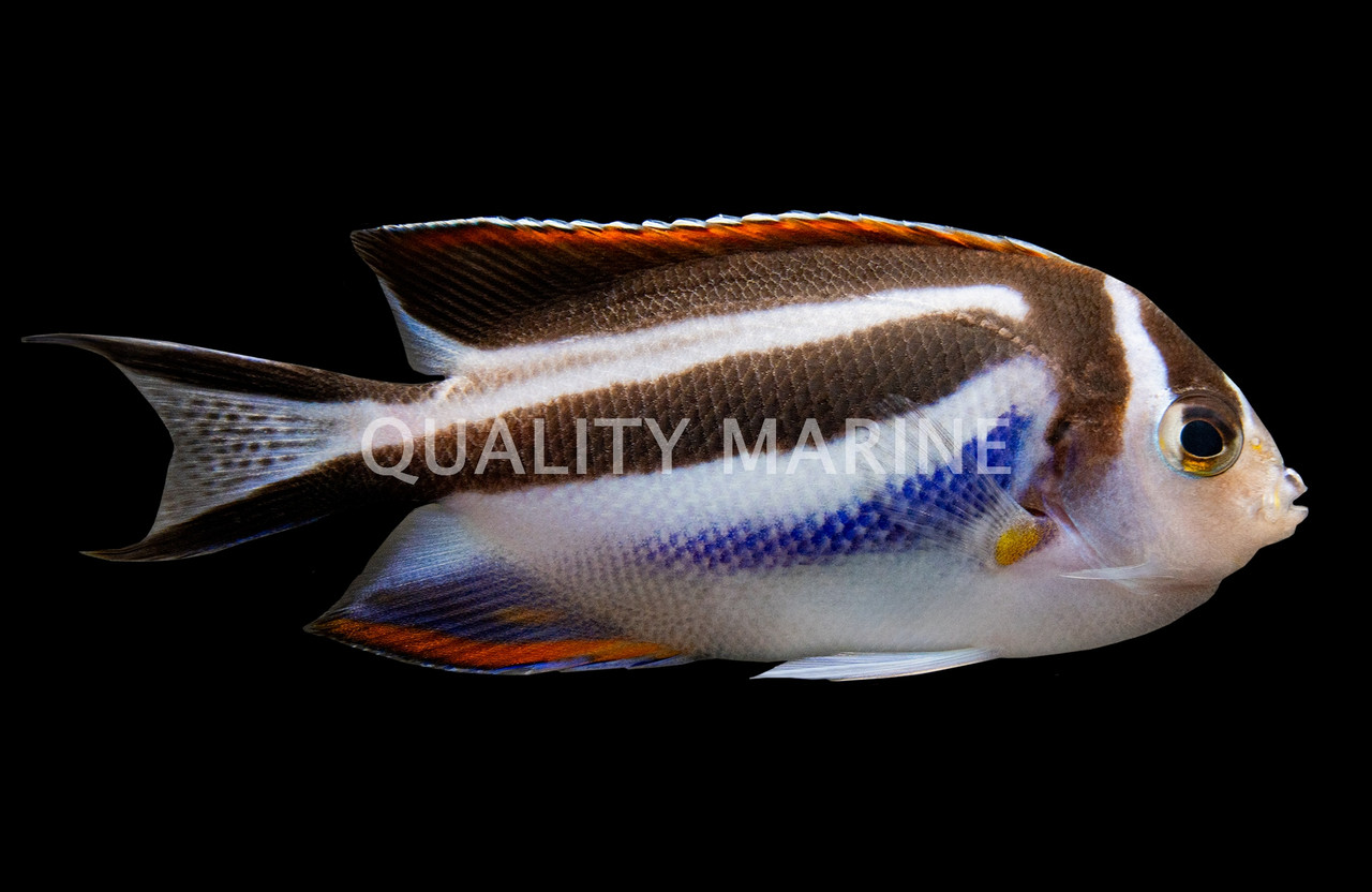 Bellus Angelfish, Female - Quality Marine