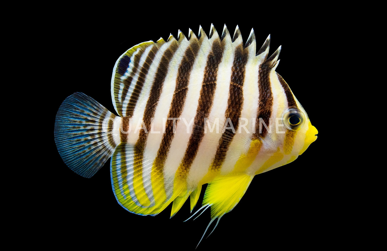 Barred Angelfish - Quality Marine
