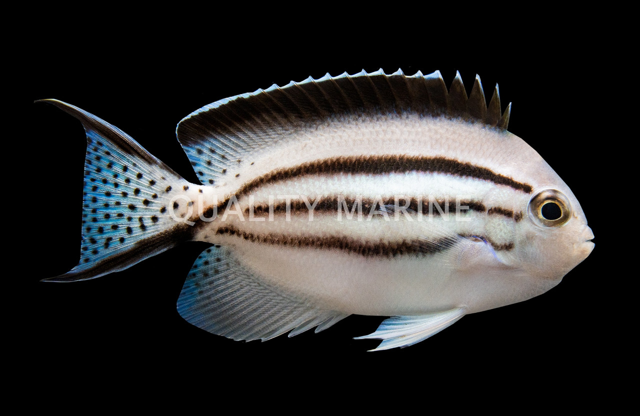 Lamarck's Angelfish, Female - Quality Marine