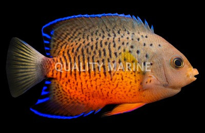 Rusty Angelfish - Quality Marine