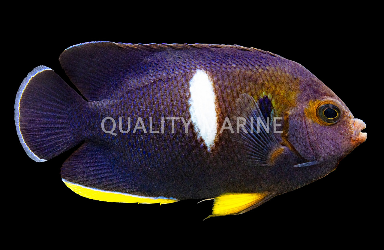 Keyhole Angelfish - Quality Marine